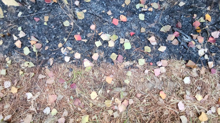 Hollow Logs and Burnt Leaves – Semi-Random Reflections